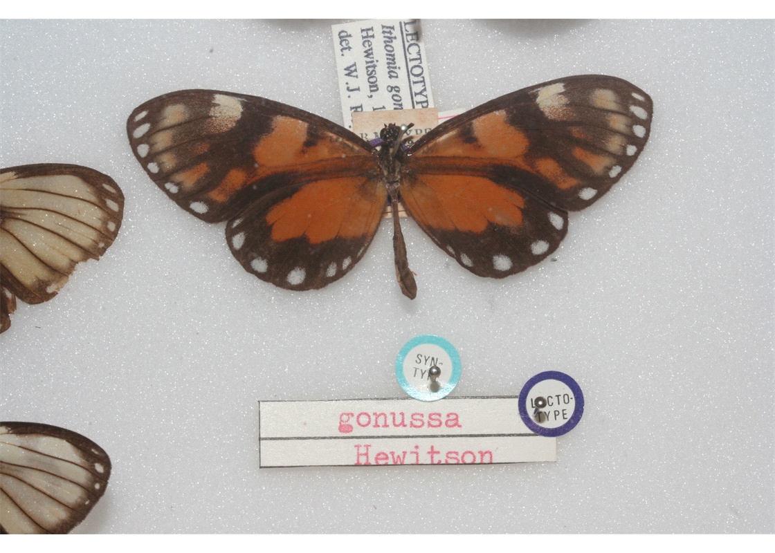 Godyris zavaleta gonussa (type specimens)