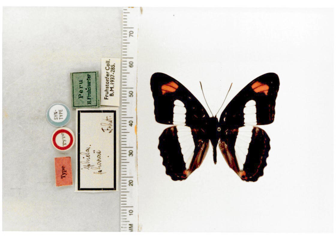 Adelpha i. iphiclus (type specimens)