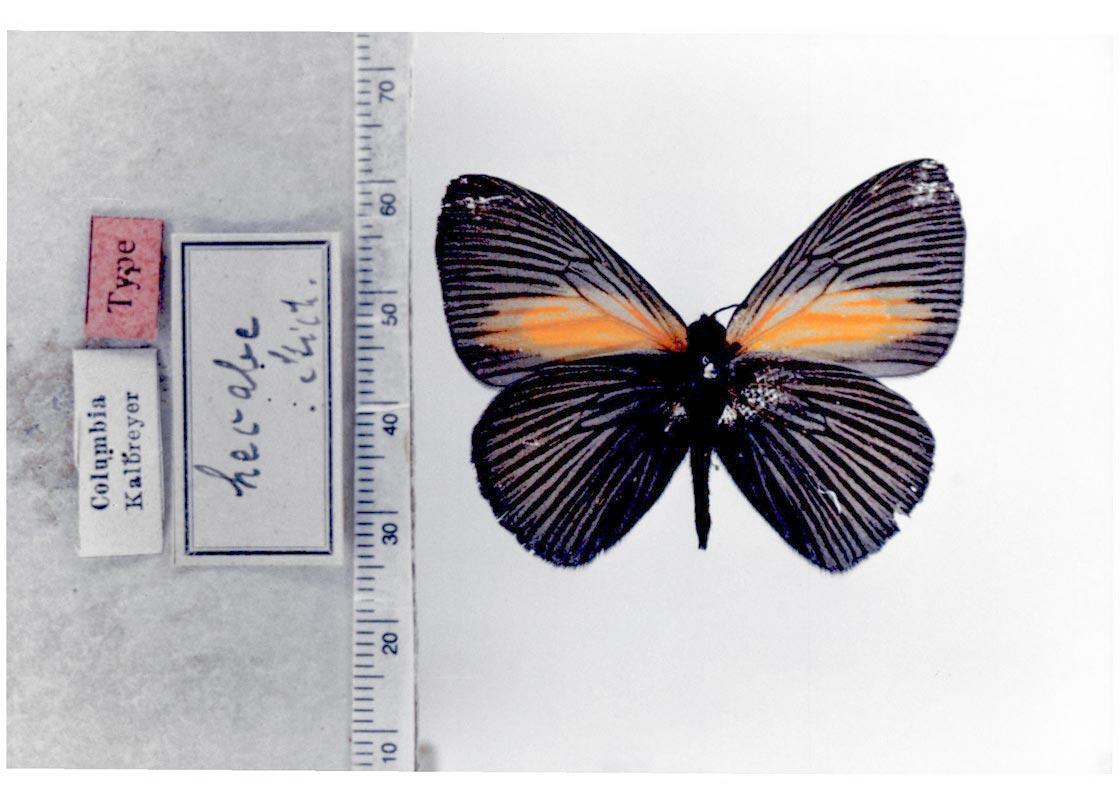 Hades hecamede hecate (type specimens)