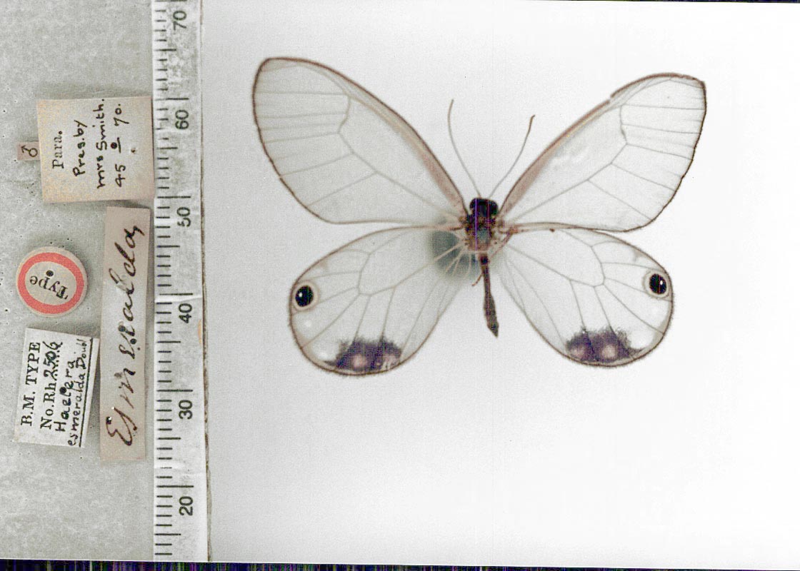 Cithaerias andromeda esmeralda (type specimens)