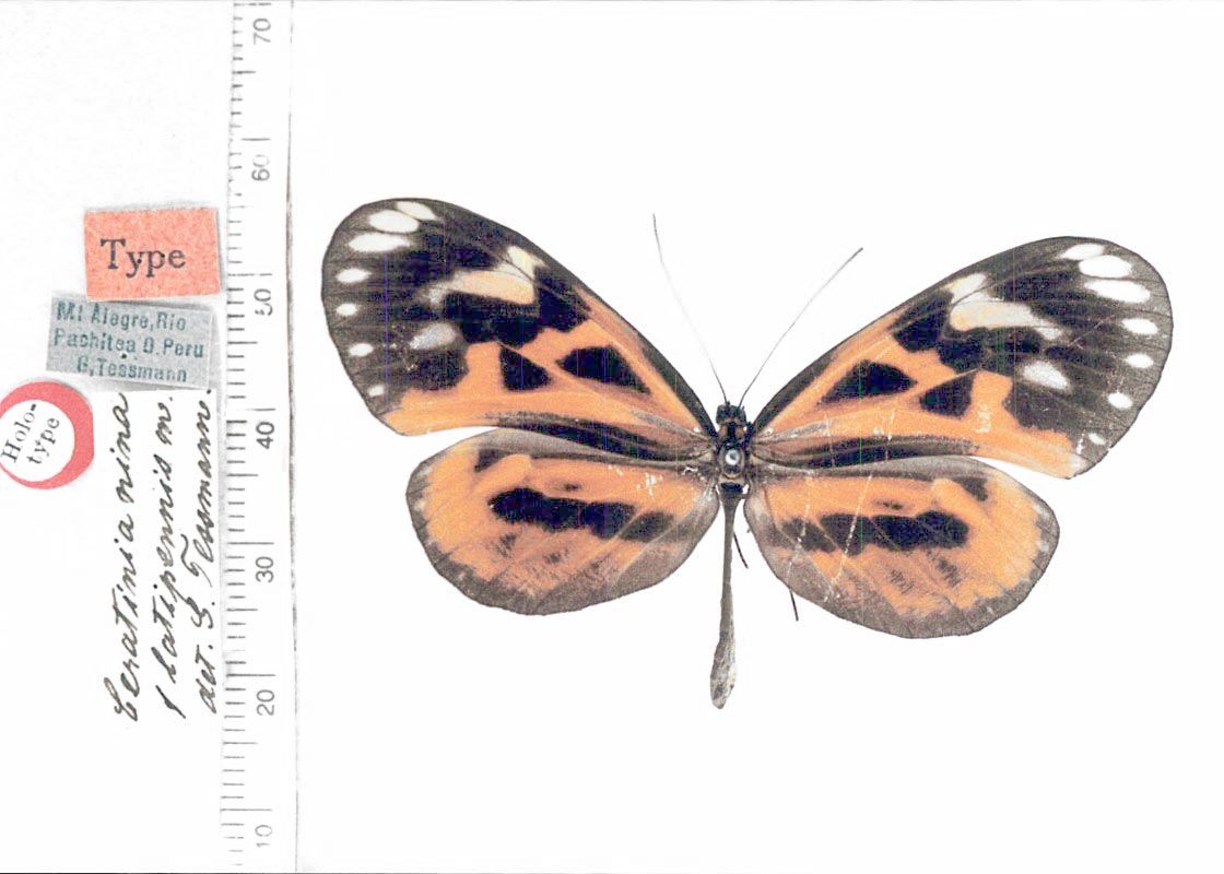 Hypothyris ninonia latipennis HOLOTYPE, TL: Peru