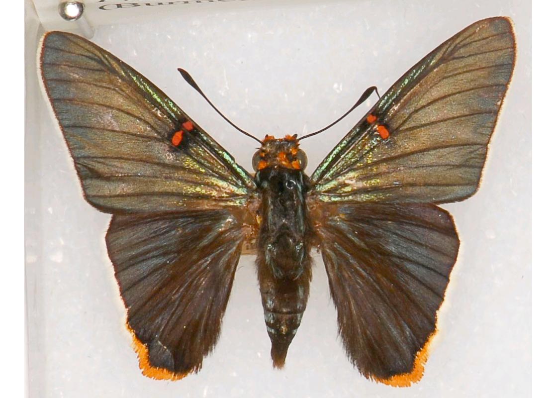 Phocides polybius phanias (pinned specimens)