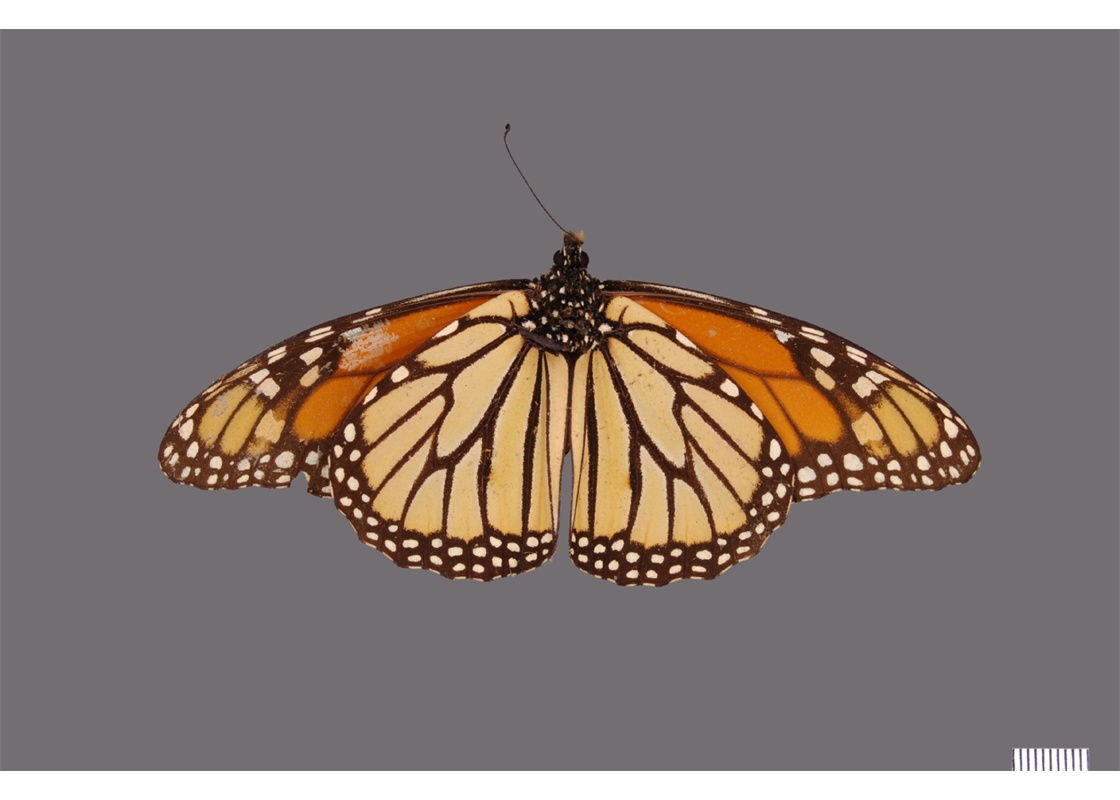 Danaus p. plexippus (historical specimens)