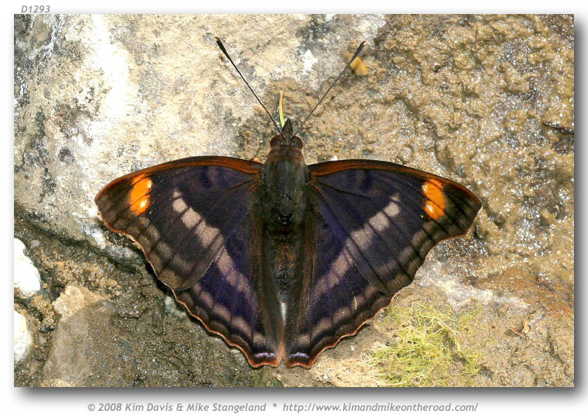 Doxocopa pavon theodora (live adults, page 1)