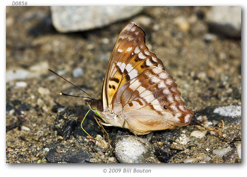 Doxocopa pavon theodora (live adults, page 1)