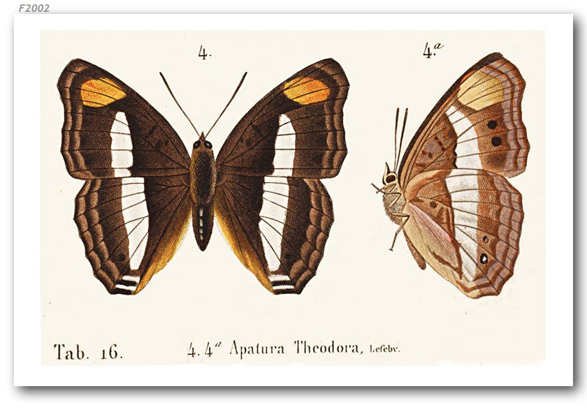 Doxocopa pavon theodora (type specimens)