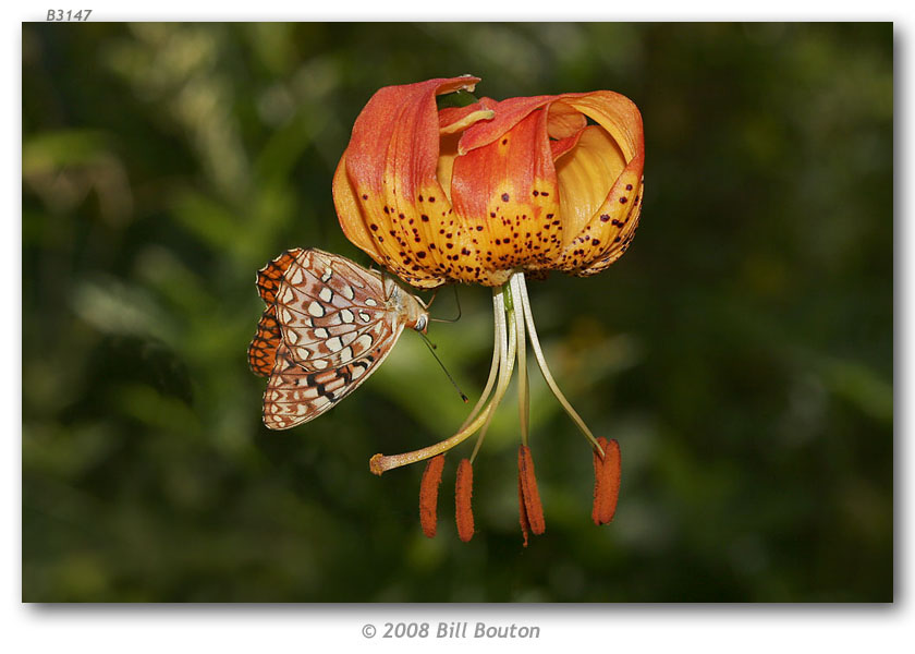 Hydaspe Fritillary (Animals of the Lower Mainland) · iNaturalist