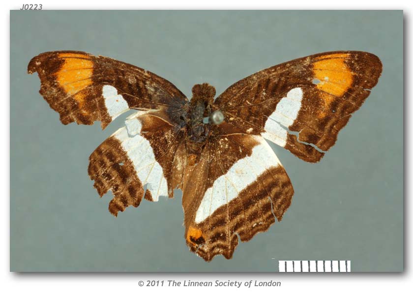 Adelpha i. iphiclus (type specimens)