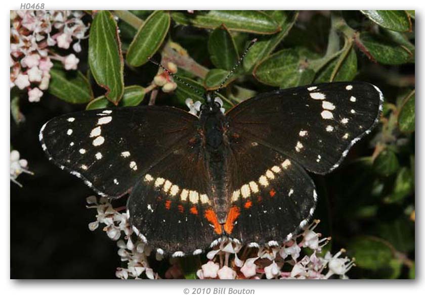 Bordered Patch (Butterflies of Tucson, Arizona) · iNaturalist